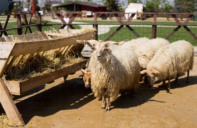 Hungarian racka sheep stock image. Image of cream, sheeps - 143642847