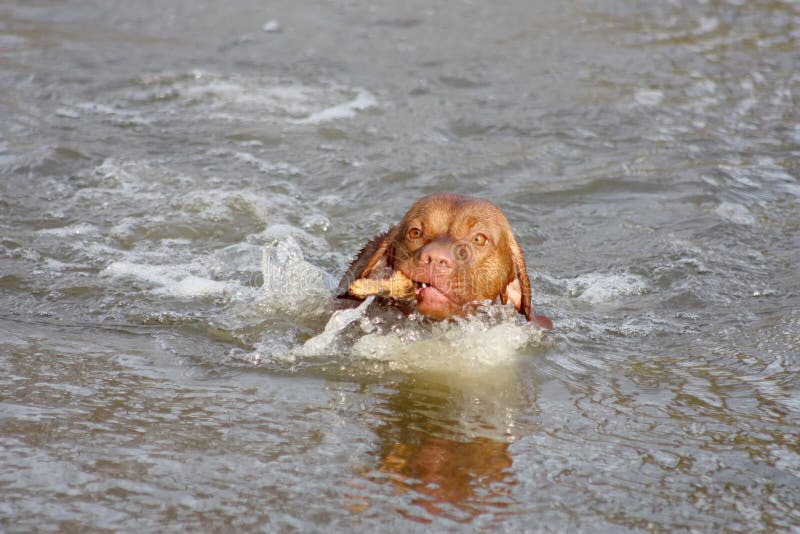 Hungarian Vizsla, Hungarian Pointer Stock Image - Image of close ...