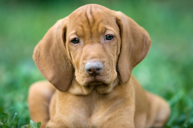 Liver Nose Rhodesian Ridgeback Puppy Stock Photo - Image of brown ...
