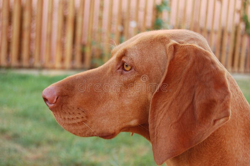 Female Hungarian Vizsla Portrait Stock Photo - Image of friend ...