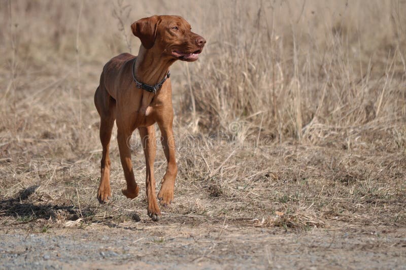 Hungarian Vizsla Dog stock photo. Image of pedigreed - 27698298