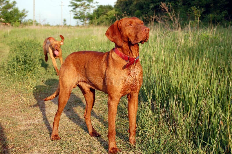 Hungarian vizsla male stock photo. Image of breed, male - 9433208