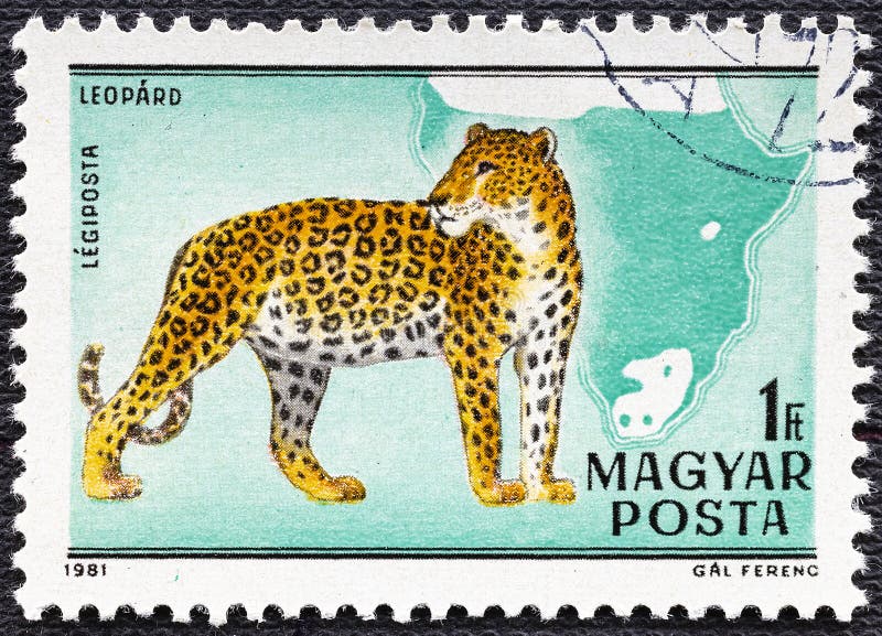 HUNGARY - CIRCA 1981: the Postal Stamp Printed in HUNGARY Shows Leopard ...