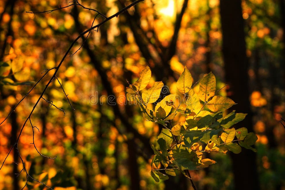 Hungary stock image. Image of autumn, hungary, wall - 131931985