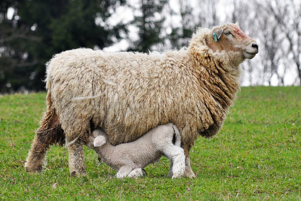 Hunger stock photo. Image of easter, ears, beautiful - 19769898