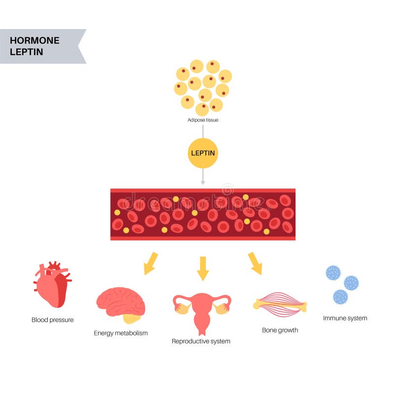 Hunger appetite hormones stock vector. Illustration of tissue - 237655980
