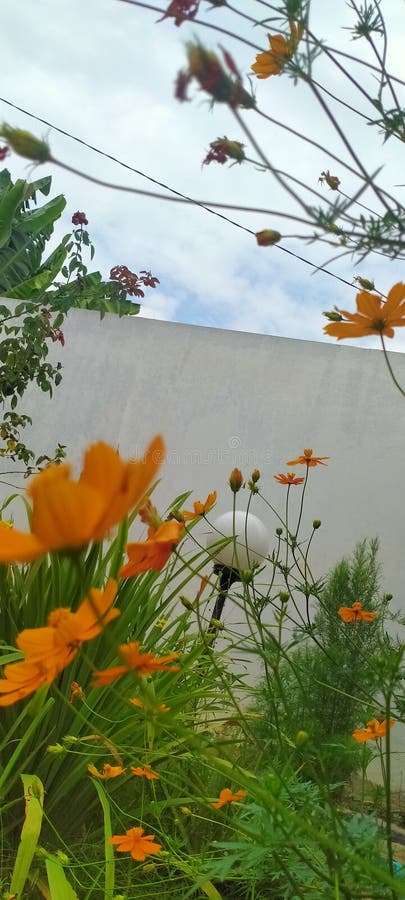 Hunger buster bread stock photo. Image of yeard, grass - 266757200