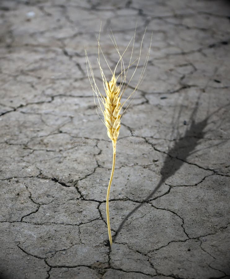 Hunger Concept on the Earth Last Grain Stock Image - Image of concept ...
