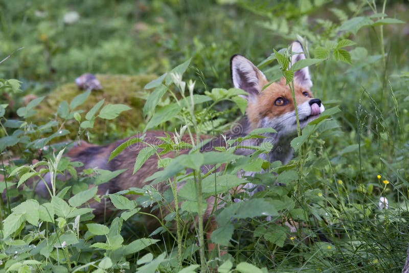Hunger stock image. Image of licking, redfox, wild, foxes - 54583819