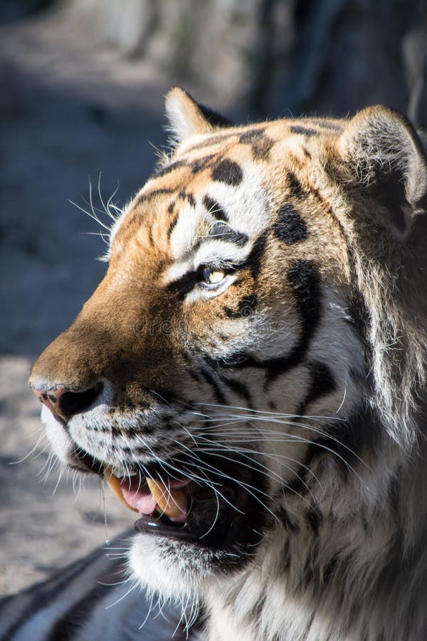 Hunger stock image. Image of parks, strips, look, cage - 94120513