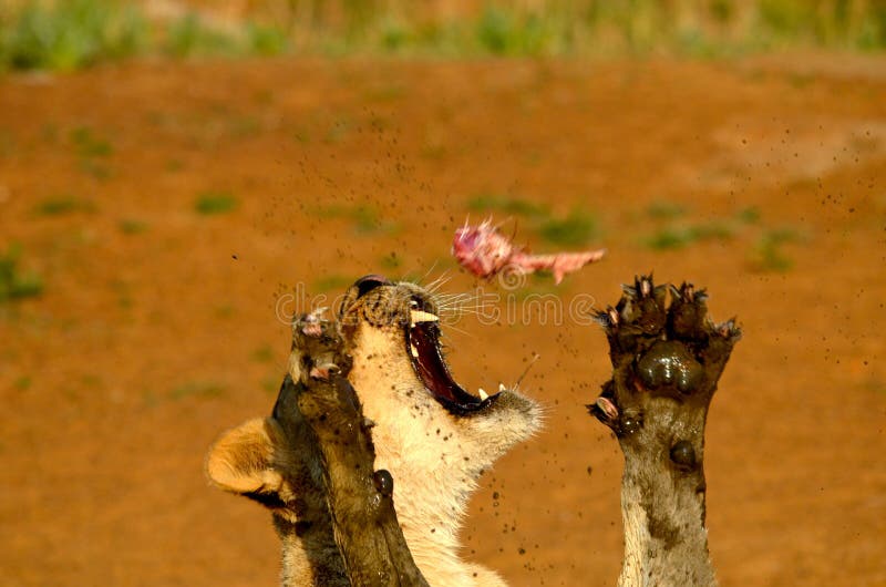 Hunger stock photo. Image of animals, panthera, mammal - 37221482