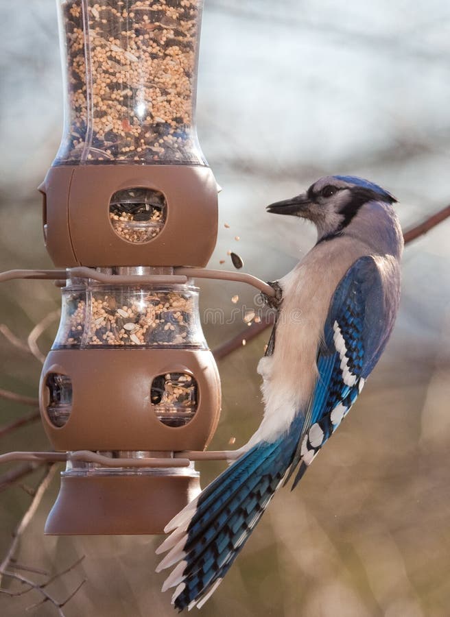 Two Feeding Blue Jays stock photo. Image of pair, feather - 6375500