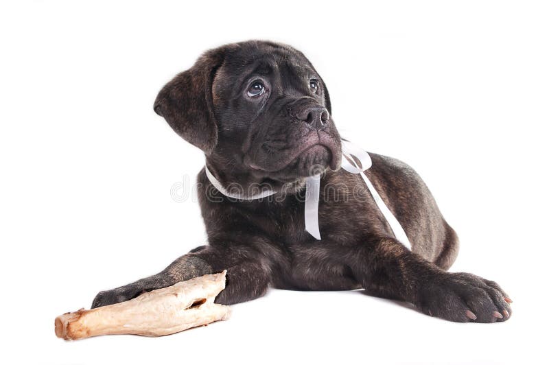 Taxvalp fotografering för bildbyråer. Bild av bitar, läckert - 10722743