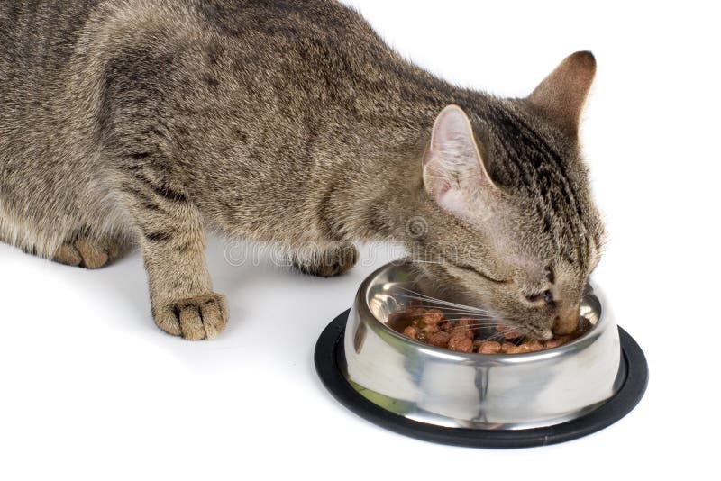 Katze-Essen stockbild. Bild von säugetier, futter, fleischfressend ...