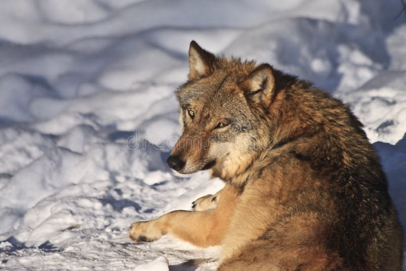 Hungriger Wolf stockfoto. Bild von hungrig, aufwartung - 43012834