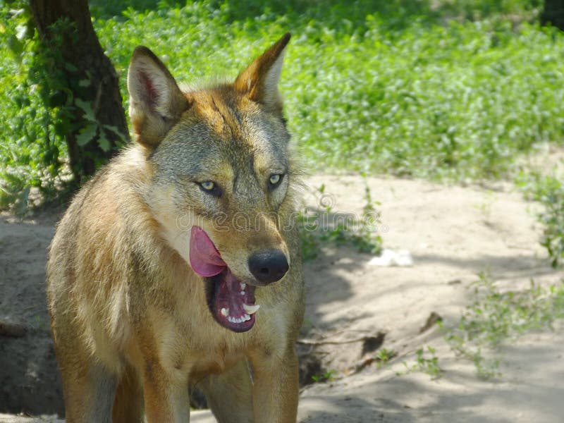Hungriger Wolf stockfoto. Bild von aufwartung, absicht - 43012834