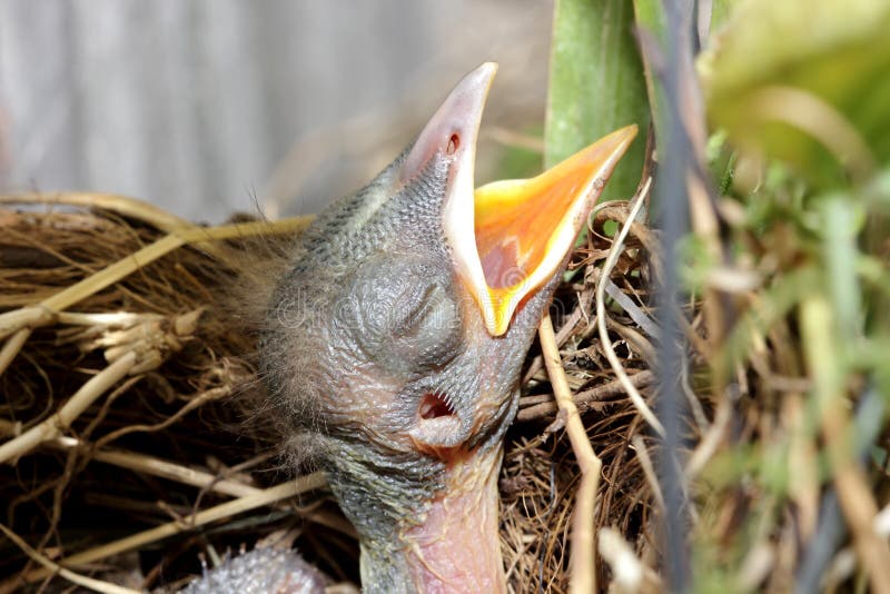 Vogelbaby Einem Nest Stockfotos und Bilder - Laden Sie 98 lizenzfreie ...