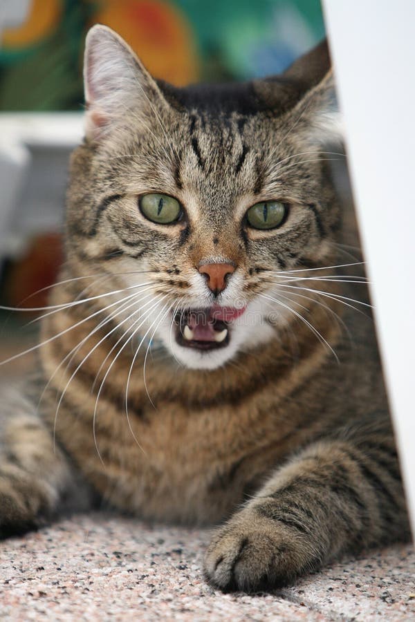 Hungry stock photo. Image of funny, grey, animal, hungry - 12367746