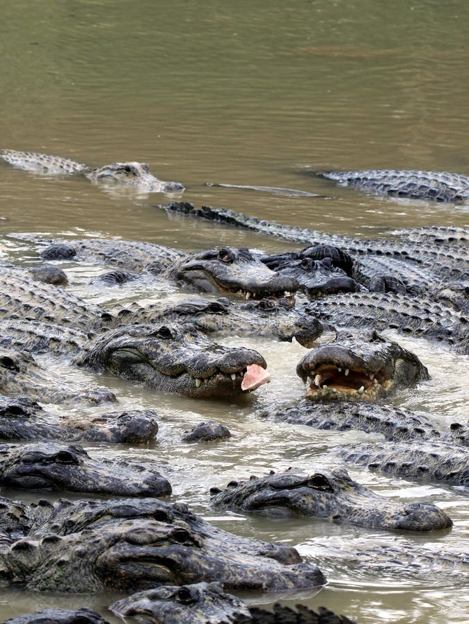 Hungry Alligators stock image. Image of asians, competence - 35412809
