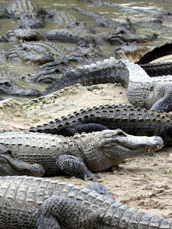 Hungry alligators stock photo. Image of lizard, aggressive - 37547328