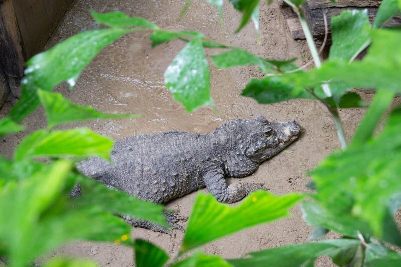 Hungry, angri crocodile stock photo. Image of predator - 57421176