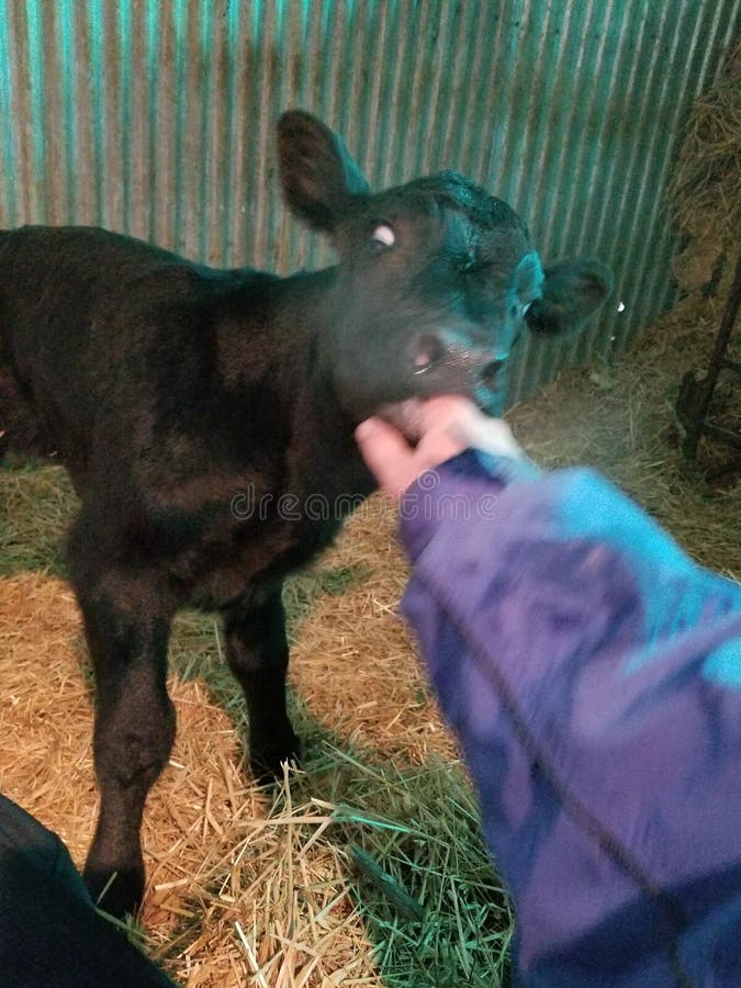 Baby Red Angus Cattle in a Field in Texas Stock Image - Image of john ...