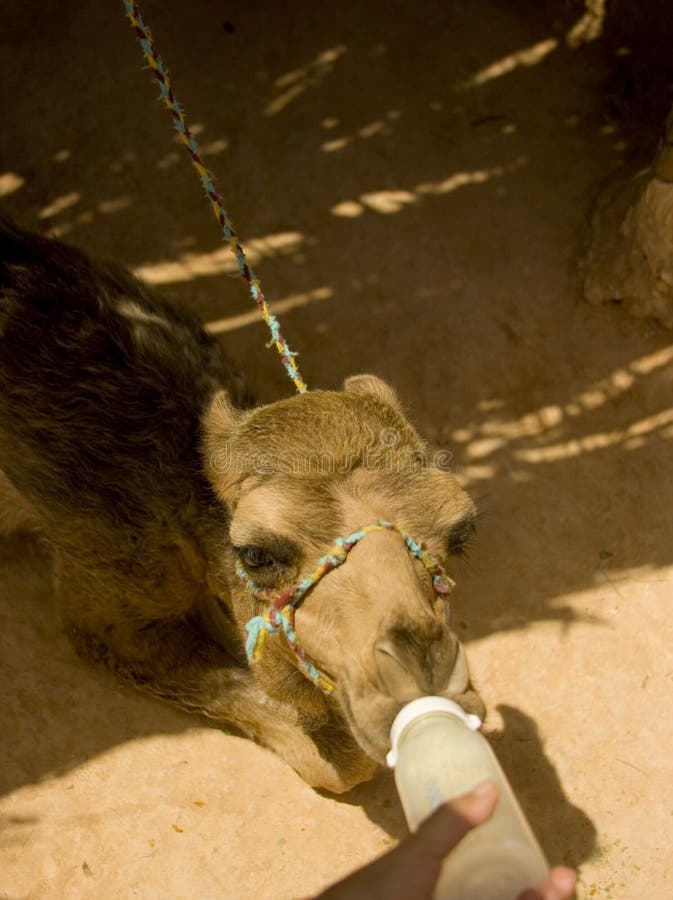 Baby camel. stock photo. Image of little, small, arid - 32280224