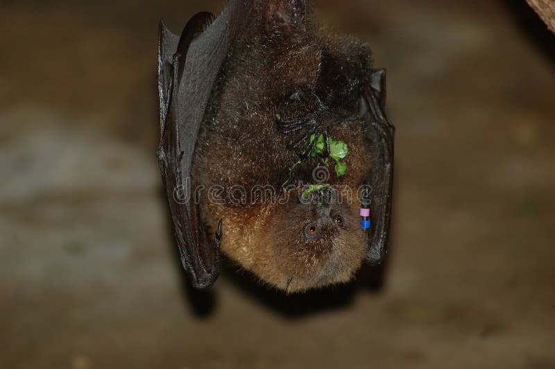 Hungry Bat stock image. Image of echo, mammal, flying, animals - 170047
