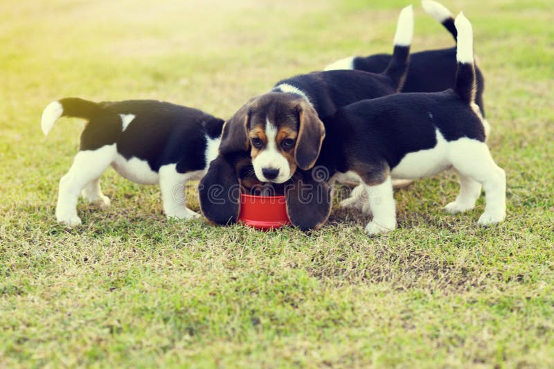 Hungry Beagles stock photo. Image of purebred, doggy - 108830928