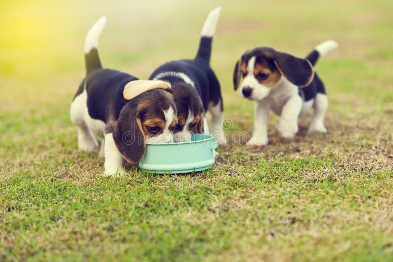 Hungry Beagles stock image. Image of garden, puppy, nutrition - 108901927