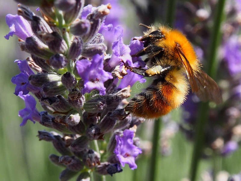 Hungry Bee Lavendar Picture. Image: 95644146