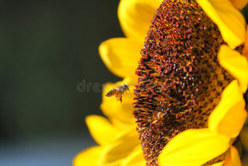 Hungry Bee stock image. Image of suck, flower, nature - 71752501