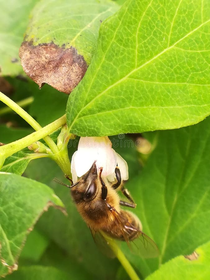 Hungry bee stock image. Image of nectar, wild, green - 122419849