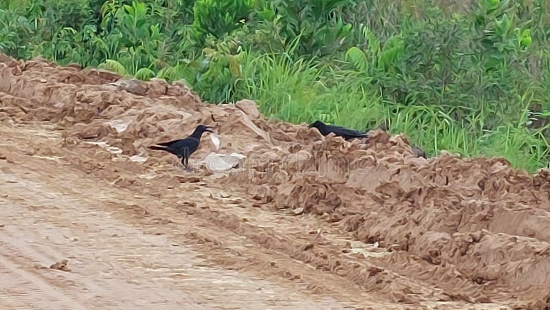 Hungry Bird eat Plastic stock image. Image of agriculture - 271408975