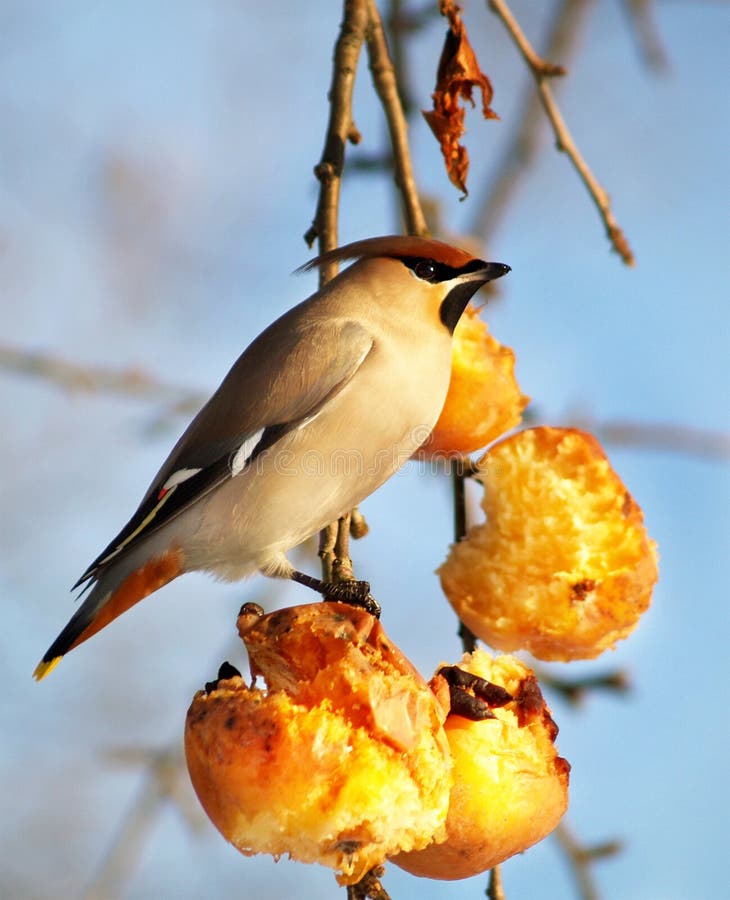 Hungry bird silhouette stock image. Image of birdwatching - 61438009