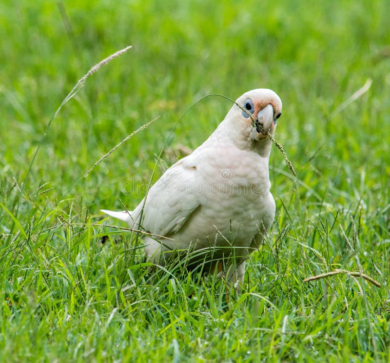 Hungry Bird stock image. Image of birds, hungry, eating - 40774167