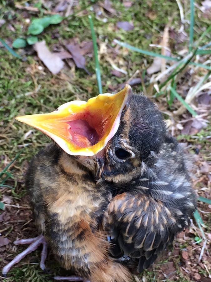Hungry Bird editorial image. Image of open, bird, baby - 55878245