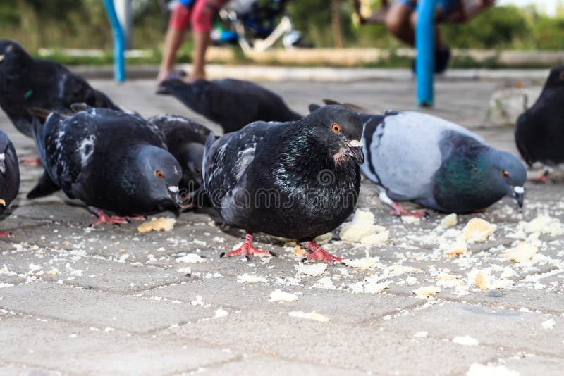 Hungry bird silhouette stock image. Image of birdwatching - 61438009