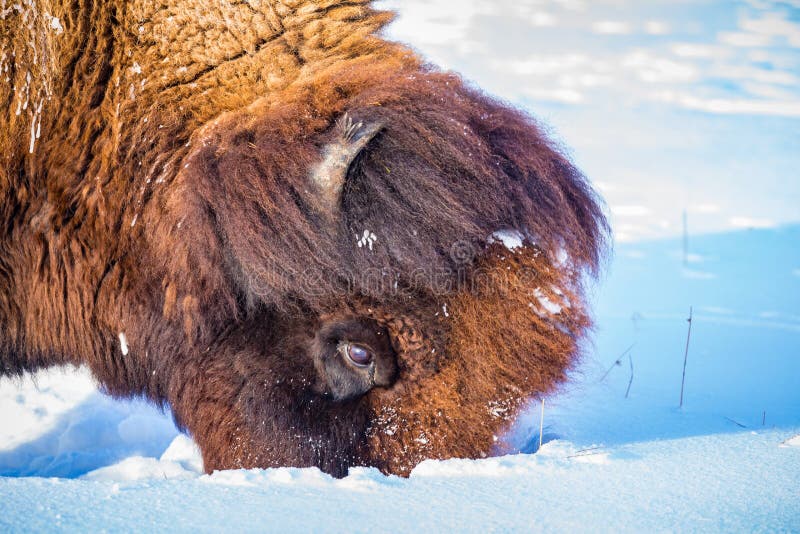Hungry Bison Digs Deep in the Snow for Grass To Eat Stock Photo - Image ...