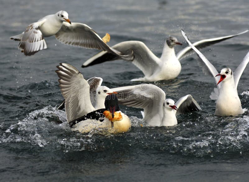 Mad seagull stock image. Image of flock, flap, angry, coastline - 313561