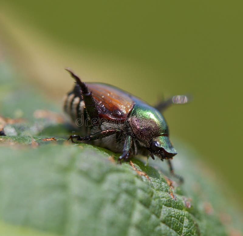 Hungry bug stock photo. Image of garden, body, beige - 73567732