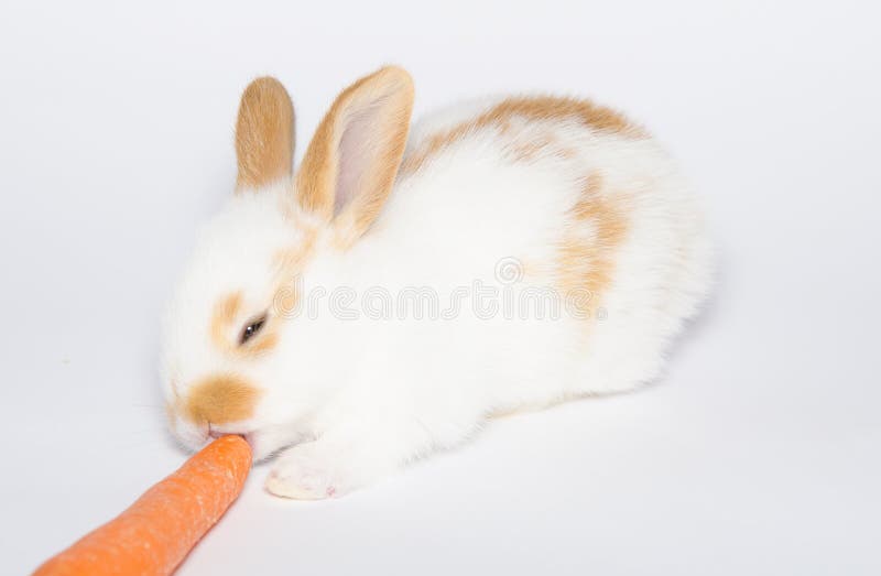 Hungry bunny stock photo. Image of card, studio, rabbit - 59247078