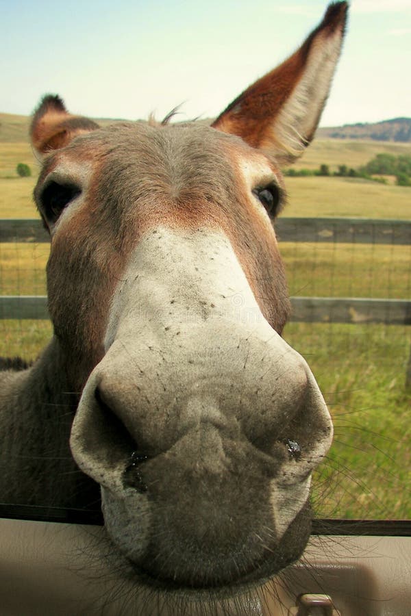Funny mules stock photo. Image of curious, mixbreed, mules - 26162986