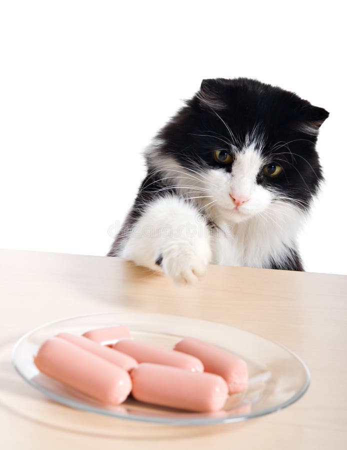 Hungry cat stock image. Image of glass, claw, black, whisker - 10648995