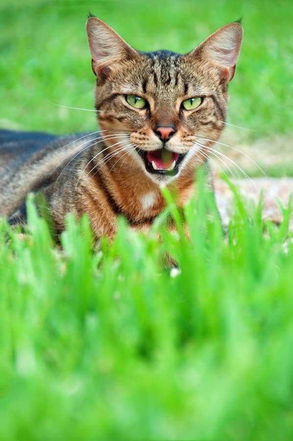 Hungry Cat stock photo. Image of outdoor, kittie, animal - 14920638