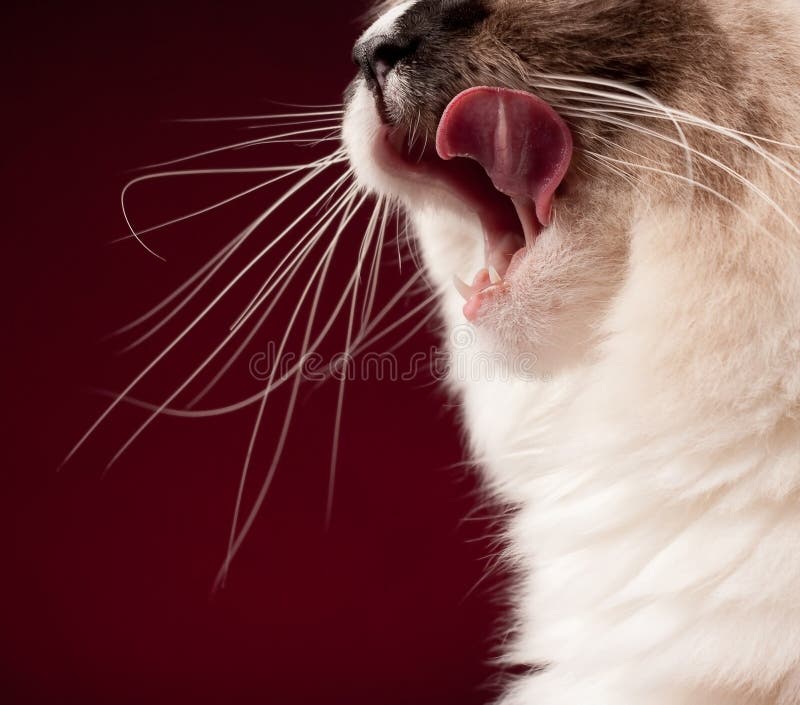 Hungry cat stock photo. Image of food, animal, feline - 15607070