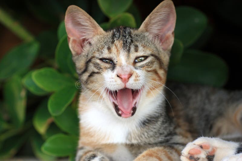 The hungry cat stock image. Image of selective, foreground - 15813003