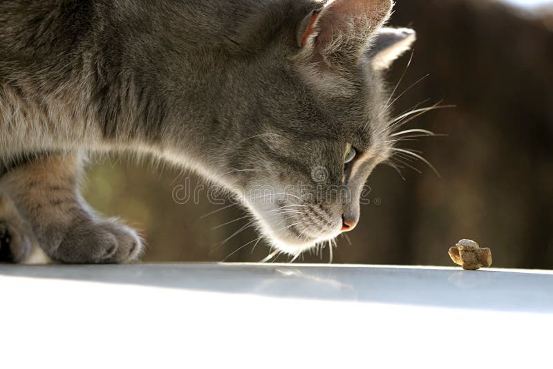Hungry cat stock image. Image of food, closeup, looking - 17947977