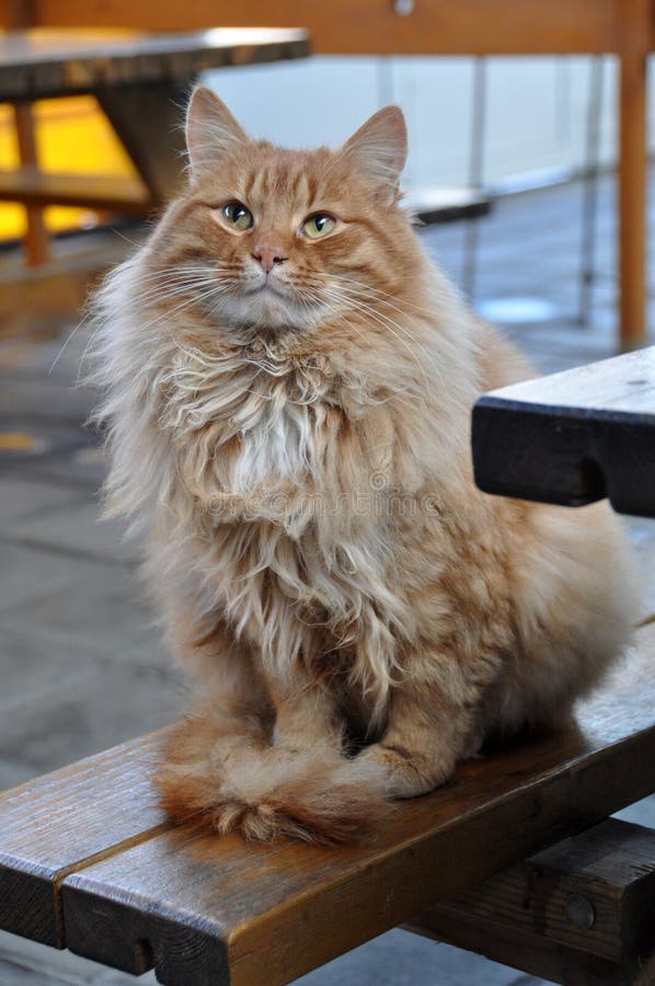 Hungry cat stock photo. Image of whiskers, lunch, ginger - 29048186