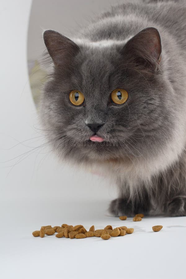 Cat stock photo. Image of feline, portrait, white, eyes - 73140